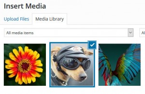 How to Add an Image in a WordPress Widget - ThemeSkills